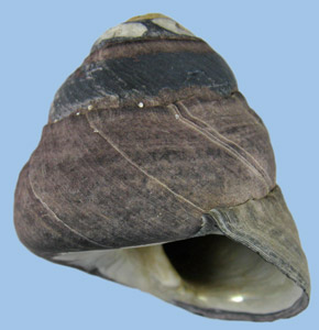 Northwest Shells